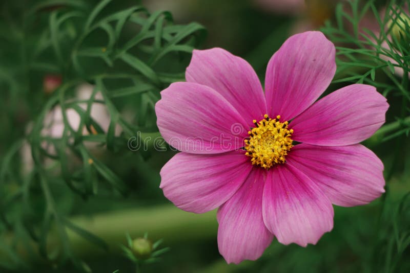 Pink Cosmos Flowers Closeup Background Stock Photo - Image of bloom ...