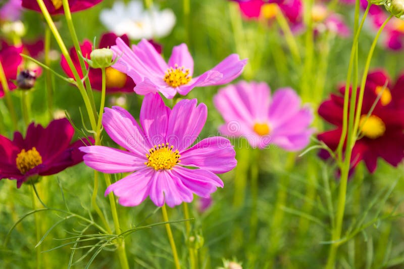 Pink cosmos flowers stock image. Image of blooming, nature - 46492521