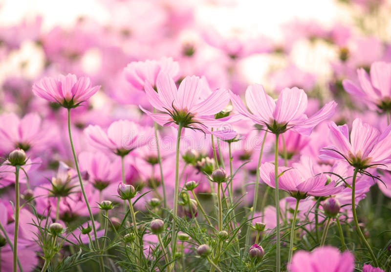 Pink cosmos flowers stock image. Image of green, asterales - 78001095
