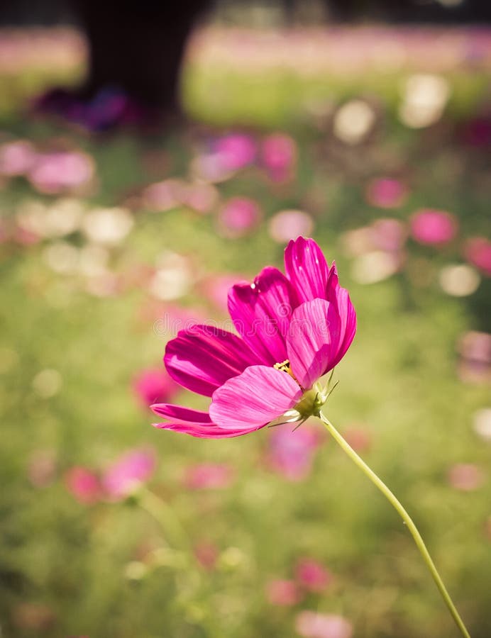 Pink Cosmos Flowers in the Garden with Retro Filter Effect Stock Photo ...