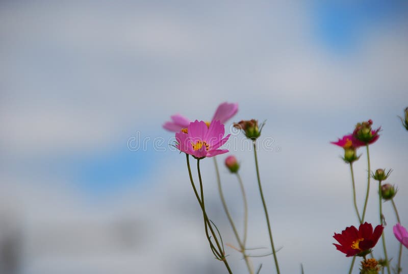 Pink Cosmos Flowers Side Closeup Stock Image - Image of landscape ...