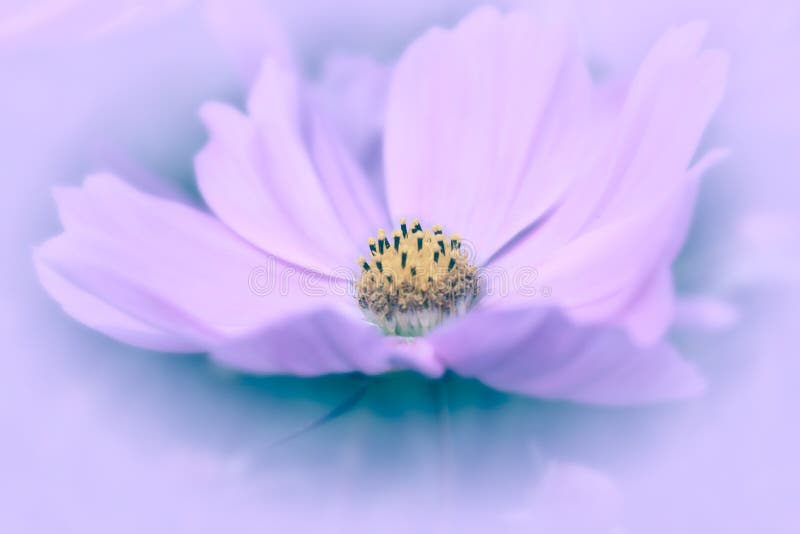 Pink Cosmos with Lavender Background Stock Photo - Image of effect ...