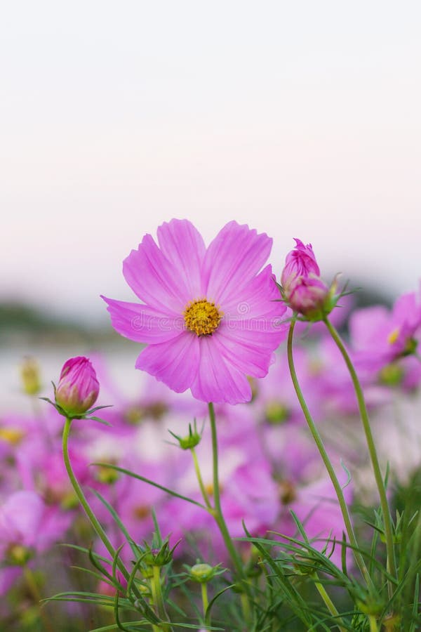 Pink cosmos at sky stock image. Image of beautiful, spring - 178957141
