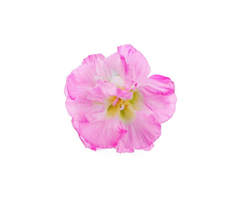 Pink Cotton Rose Flower Isolate on White Stock Photo - Image of cotton ...