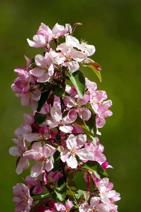 Pink Crabapple Tree with Gorgeous Blooms Against a Solid Green ...