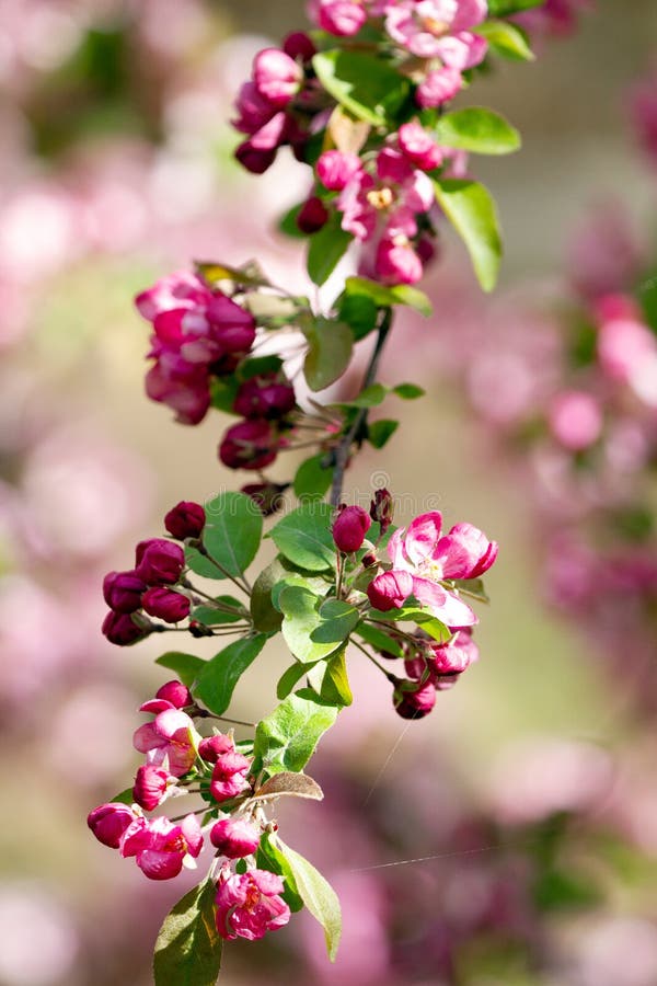 Pink Crabapple Tree with Gorgeous Blooms Against a Blurred Flowery ...