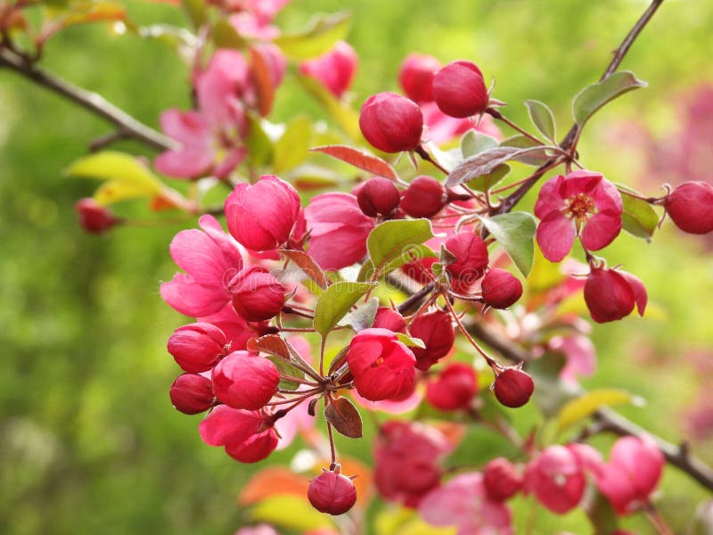 Pink Crabapple Round Buds Opening in Springtime Stock Image - Image of ...