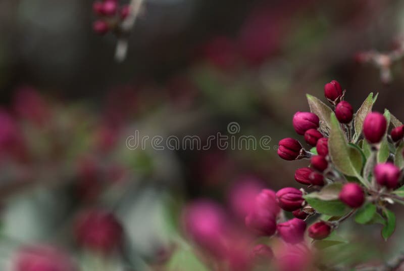 Pink Crabapple Buds stock photo. Image of grow, flower - 130291840