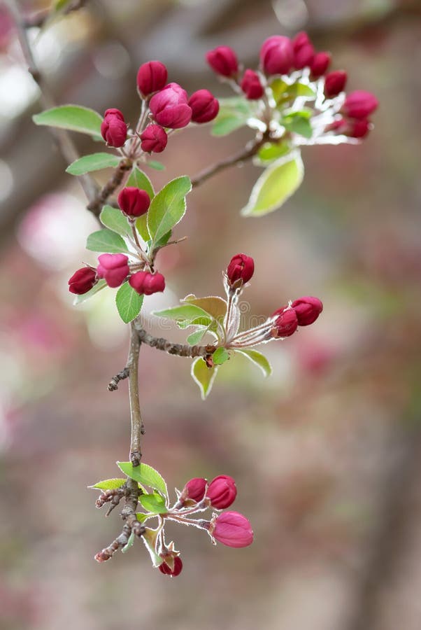 Pink Crabapple stock photo. Image of garden, home, residence - 825912