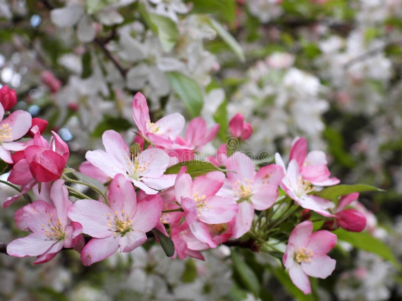 Crabapple Flowering Ornamental Trees in Shades of Pink Stock Photo ...