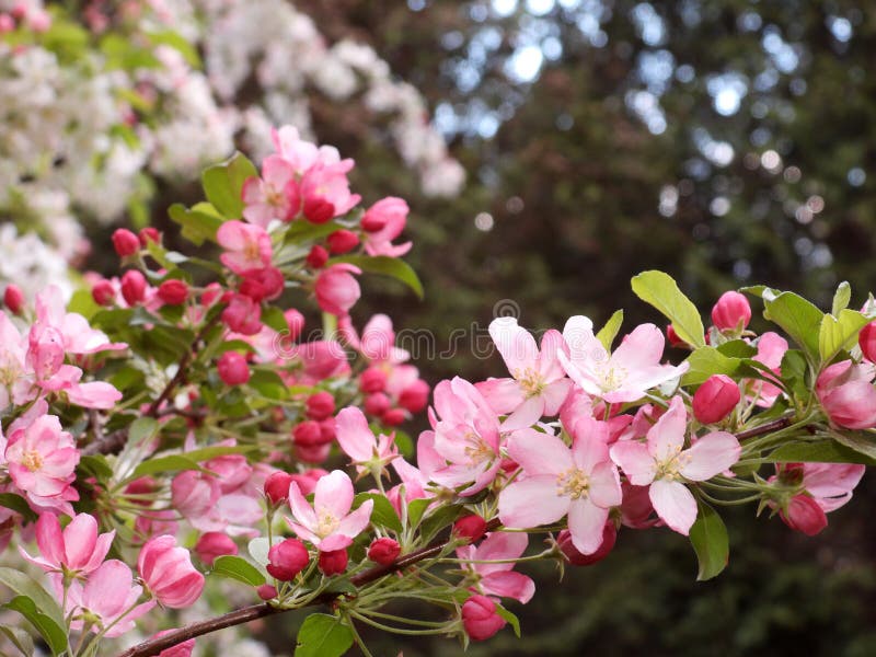 Pink Crabapple Flowers from Malus Ornamental Trees Stock Photo - Image ...