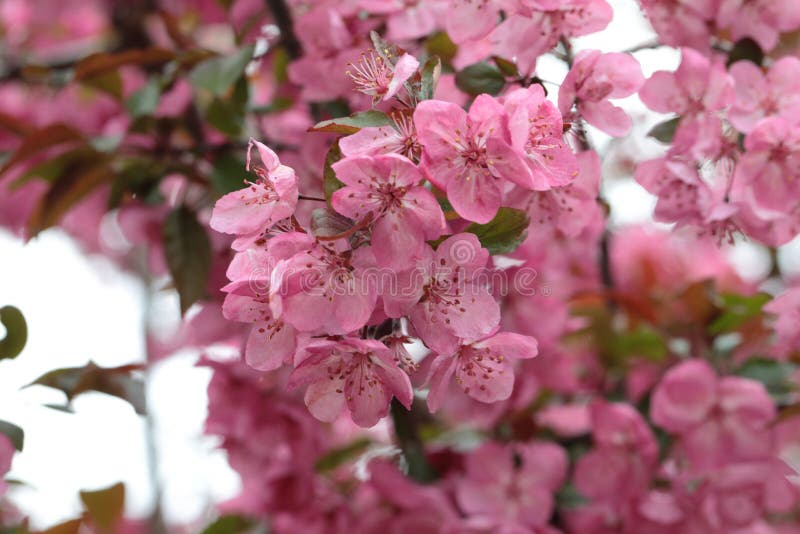 Pink Crab Apple Flowers on Arching Branches Stock Image - Image of ...