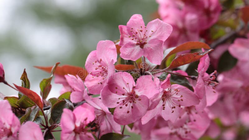 Pink Crab Apple Flowers on Arching Branches Stock Photo - Image of ...