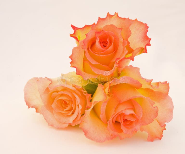 15,491 Roses Pink Cream Stock Photos - Free & Royalty-Free Stock Photos ...