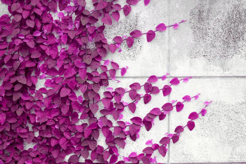 Pink Creeper Rose with Raindrops Stock Photo - Image of roses, southern ...