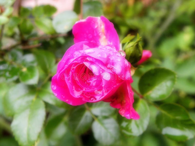 Pink Creeper Rose with Raindrops Stock Photo - Image of roses, southern ...