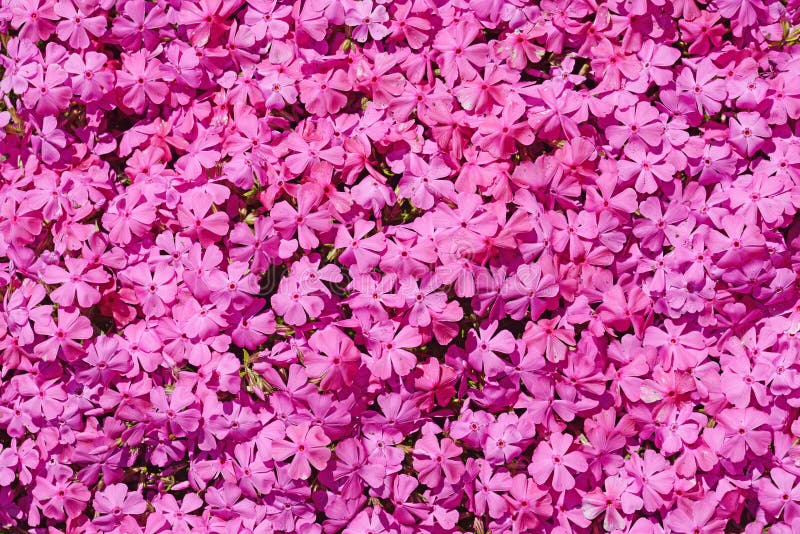 Pink Creeping Phlox Subulata Moss Making Background Stock Photo - Image ...