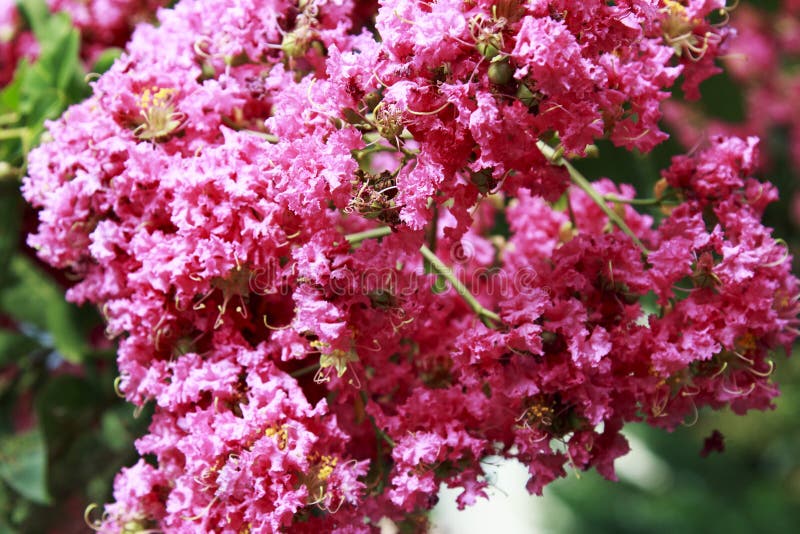 Pink Crepe Myrtle Flowering Tree in Bloom Stock Image - Image of ...
