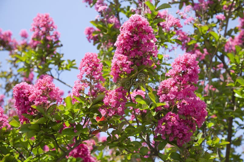Pink Crepe Myrtle stock photo. Image of plant, tree, crape - 82363756