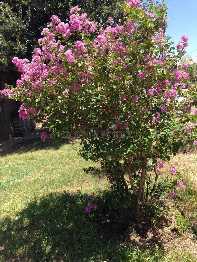 Pink crepe myrtle tree stock photo. Image of texas, plant - 74626790
