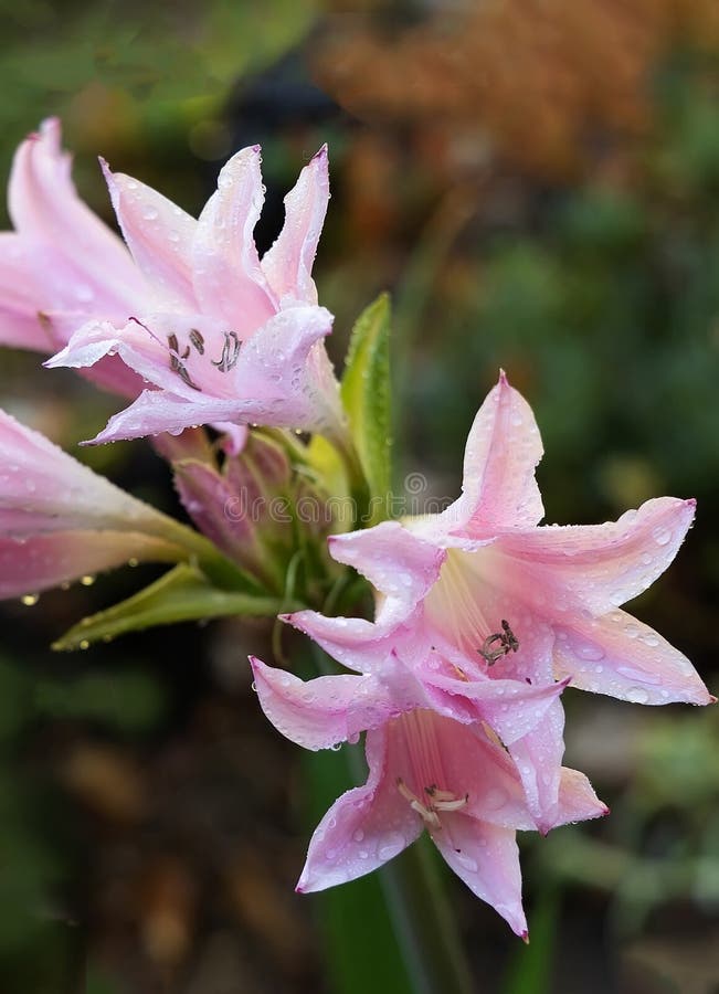 Pink Crinum Lily in bloom stock image. Image of bloom - 258673383