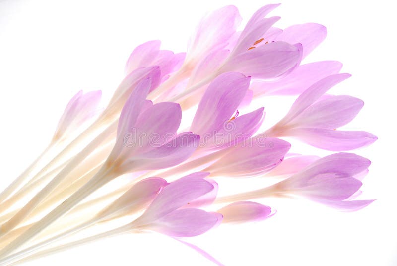 Pink crocus stock photo. Image of purple, feminine, elegant - 21730446