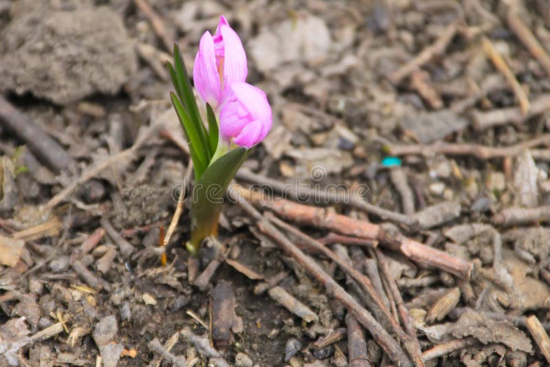 Pink Crocus Flower on Early Spring Stock Photo - Image of ground ...