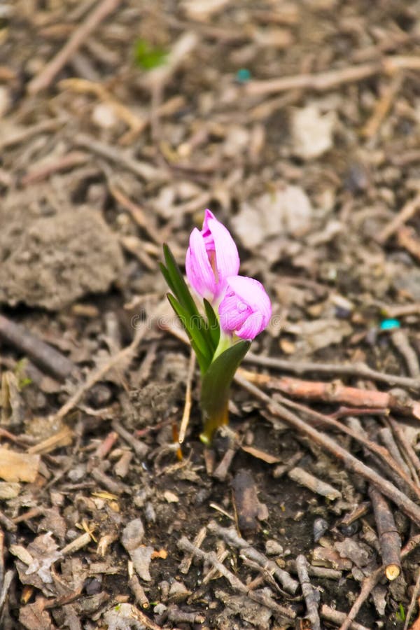 Pink Crocus Flower on Early Spring Stock Photo - Image of ground ...