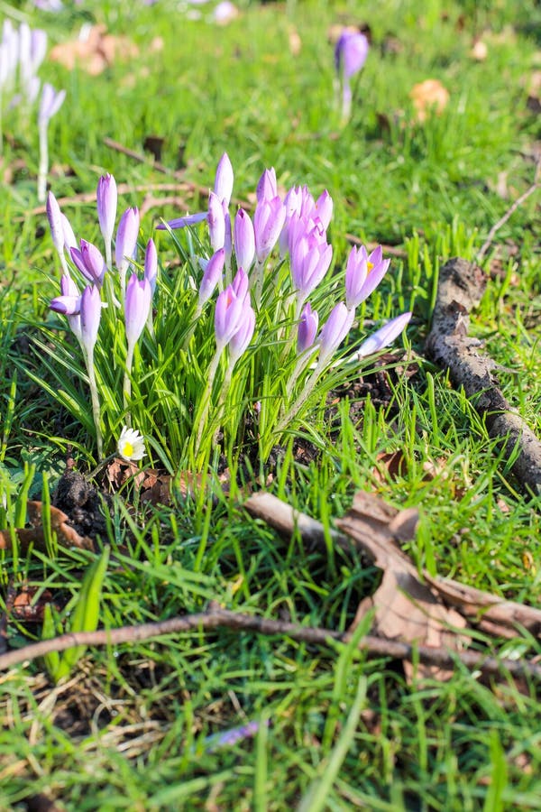 Pink Crocus Flower In Grass Stock Image - Image of side, macro: 38540003