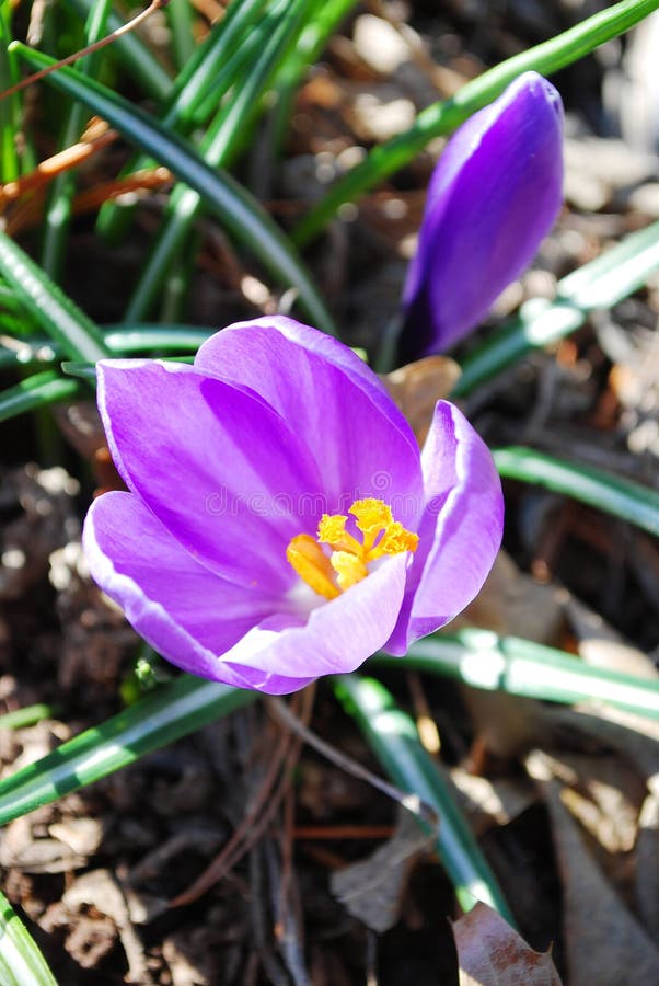 Pink crocus flowers stock photo. Image of bloomers, blooming - 23907018