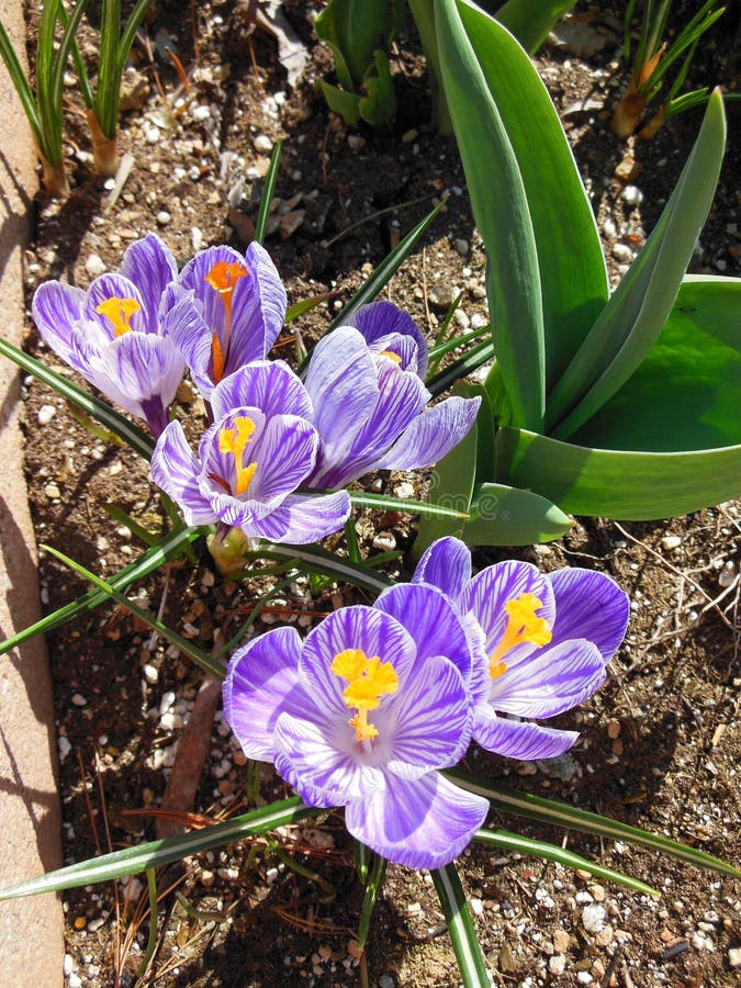 Pink crocus flowers stock image. Image of early, shot - 23907103