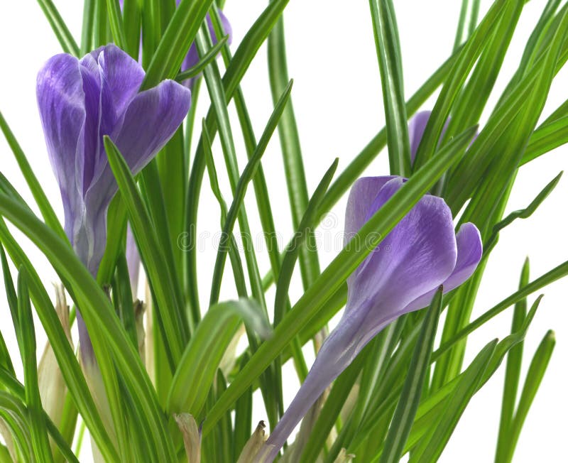 Crocus Flowers Isolated Closeup Stock Photo - Image of spring, crocuses ...