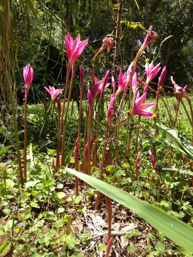 Pink crocus stock photo. Image of garden, stormflowers - 73147100