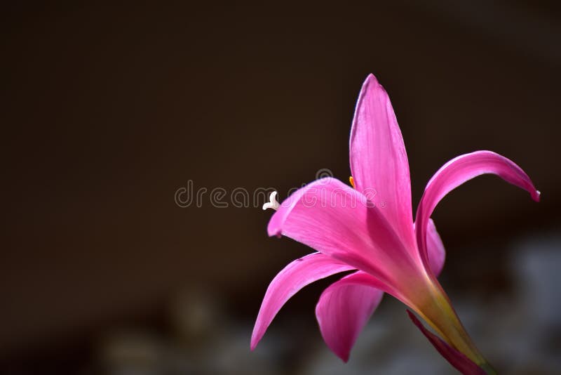 Pink Crocus with Morning Light Stock Photo - Image of pink, nature ...
