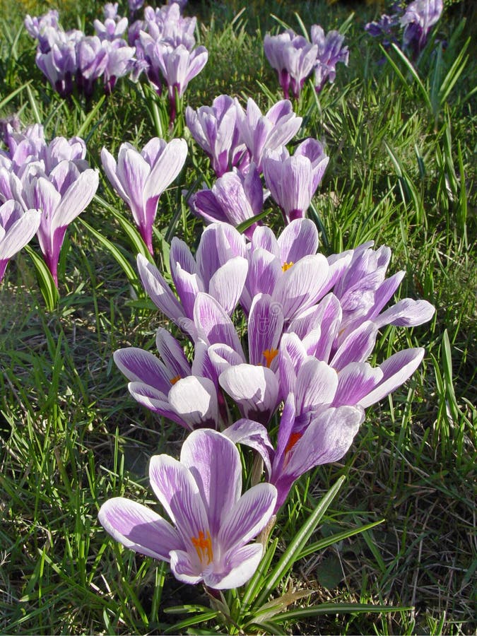 Pink crocuses stock photo. Image of grass, crocus, flower - 16938138