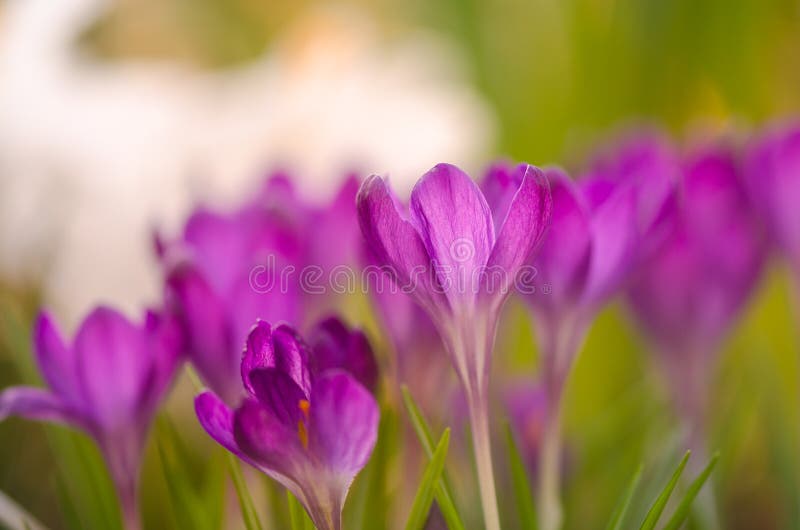 Pink Crocuses Close-up with Shallow Depth of Field Stock Photo - Image ...