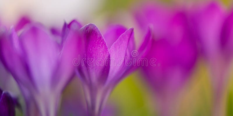 Pink Crocuses Close-up with Shallow Depth of Field Stock Image - Image ...