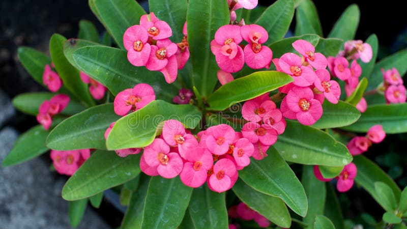 Pink Crown of Thorns stock image. Image of close, blue - 74579223