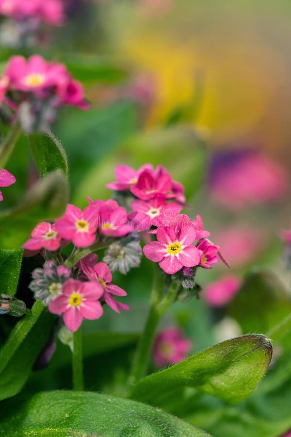 Pink Forget-me-not Flower (Genus Mysotis). Stock Photo - Image of plant ...