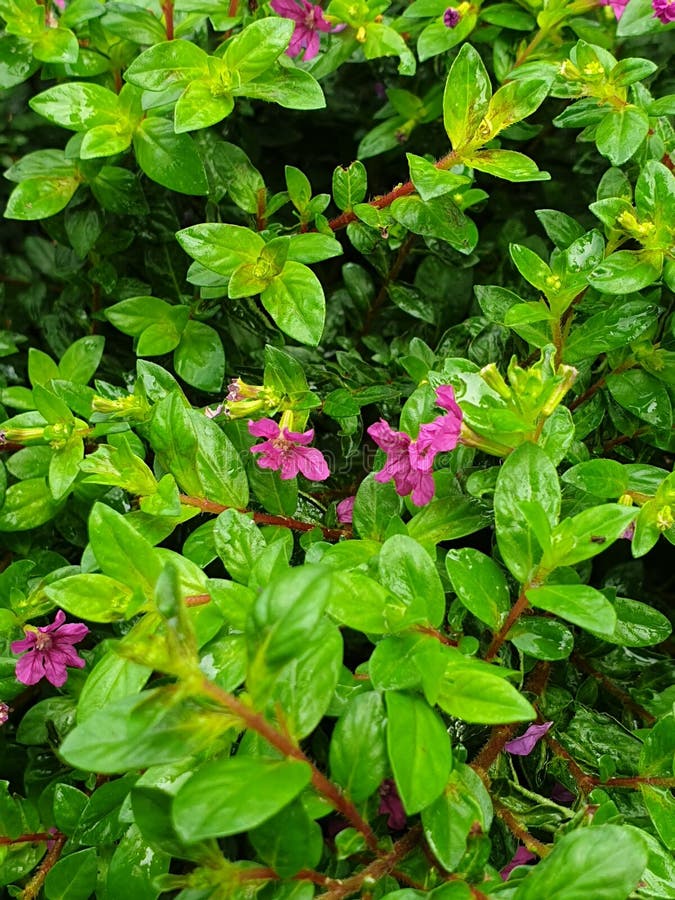 Pink Cuphea Hyssopifolia among Green Leaves Stock Image - Image of ...