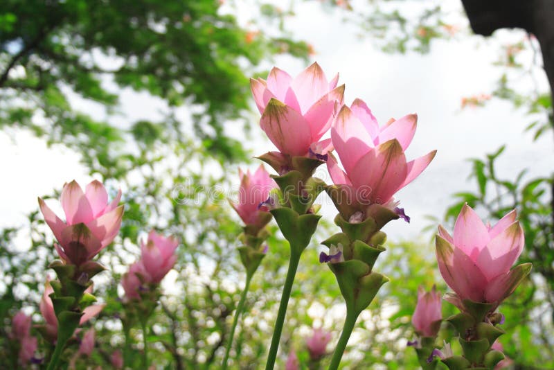 The Pink Curcuma Alismatifolia Flowers Stock Photo - Image of field ...