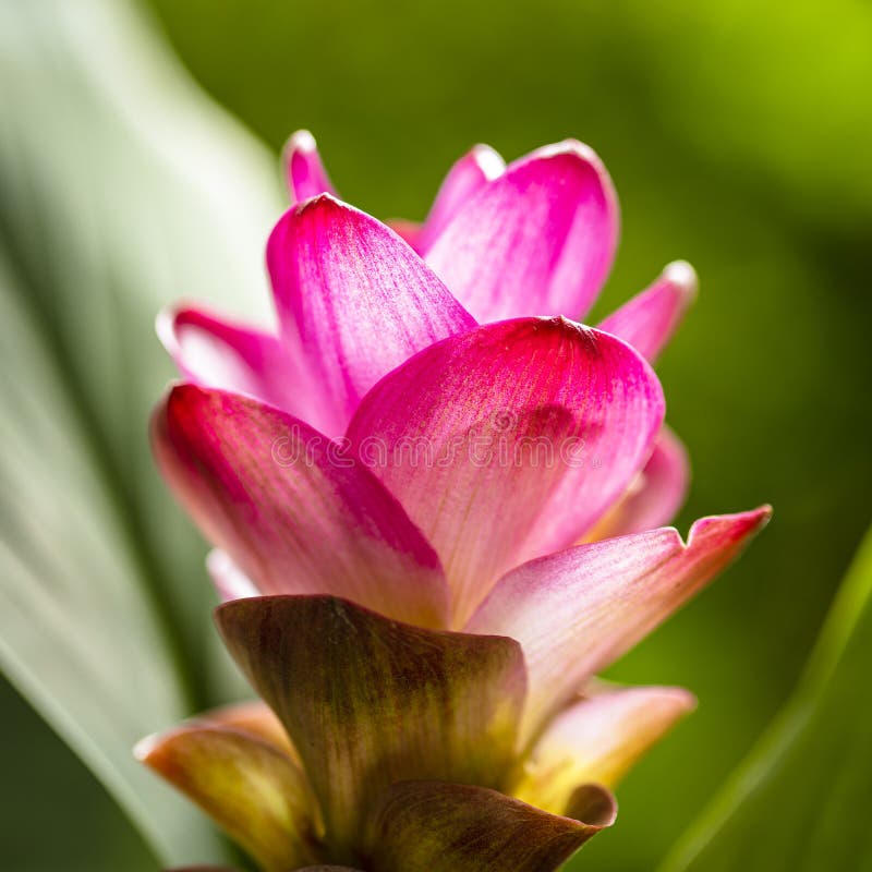 Pink Curcuma Flower stock photo. Image of macro, botanical - 154851054