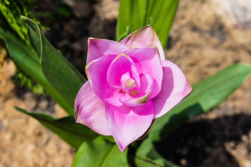Pink Curcuma stock image. Image of blooming, meadow, curcuma - 41767703