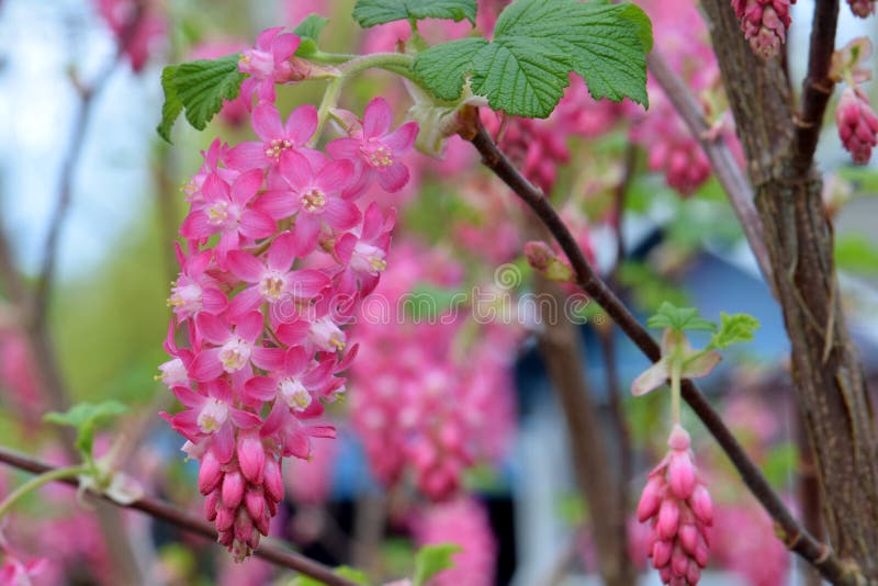 Pink Currant Tornado 02 stock image. Image of blossoms - 230836833
