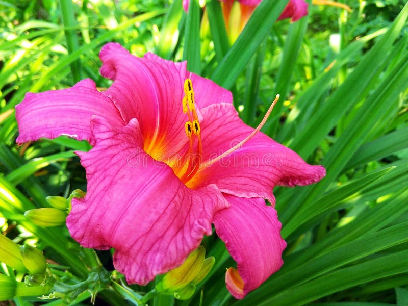 Pink And Yellow Lily Flower In Closeup Photo Picture. Image: 109907294