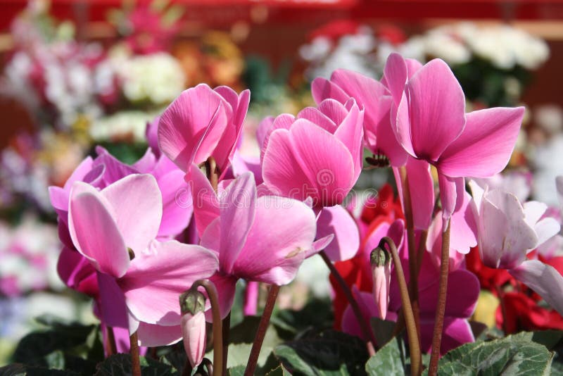 Pink cyclamen stock photo. Image of blossom, pink, leaf - 10214806