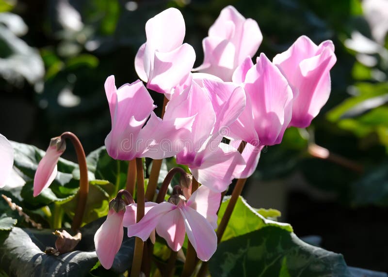 Pink Cyclamen or Alpine Violet Lat. - Cyclamen Stock Image - Image of ...