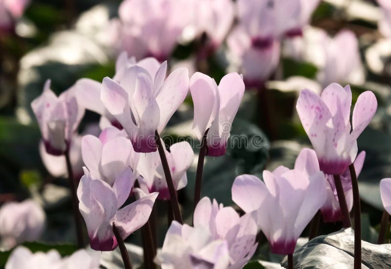 Pink Cyclamen or Alpine Violet Lat. - Cyclamen Stock Image - Image of ...