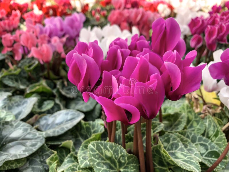 Pink Cyclamen or Alpine Violet Lat. - Cyclamen Stock Image - Image of ...