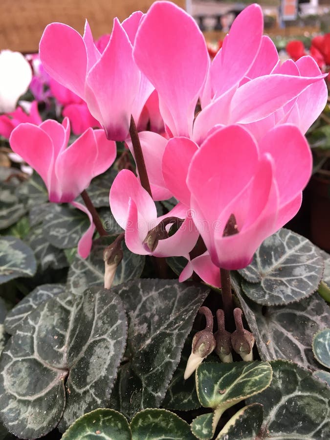 Pink cyclamen flowers stock image. Image of flowering - 85514325